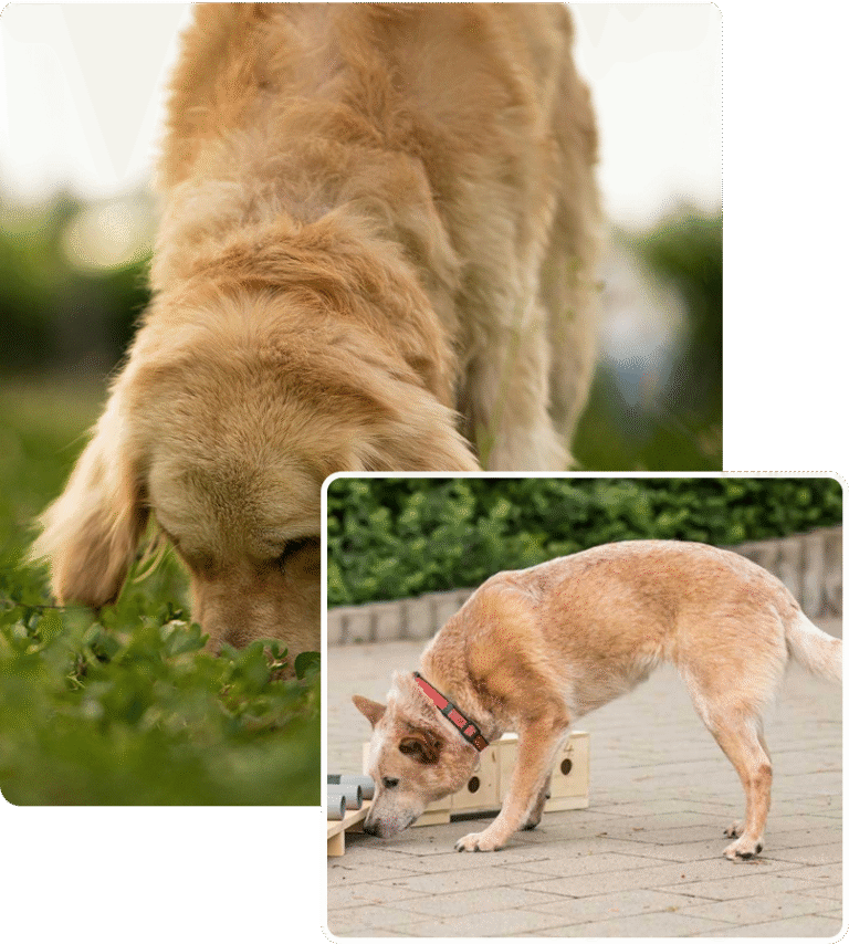 Scent Work – FOREST CITY DOG TRAINING CLUB, INC.